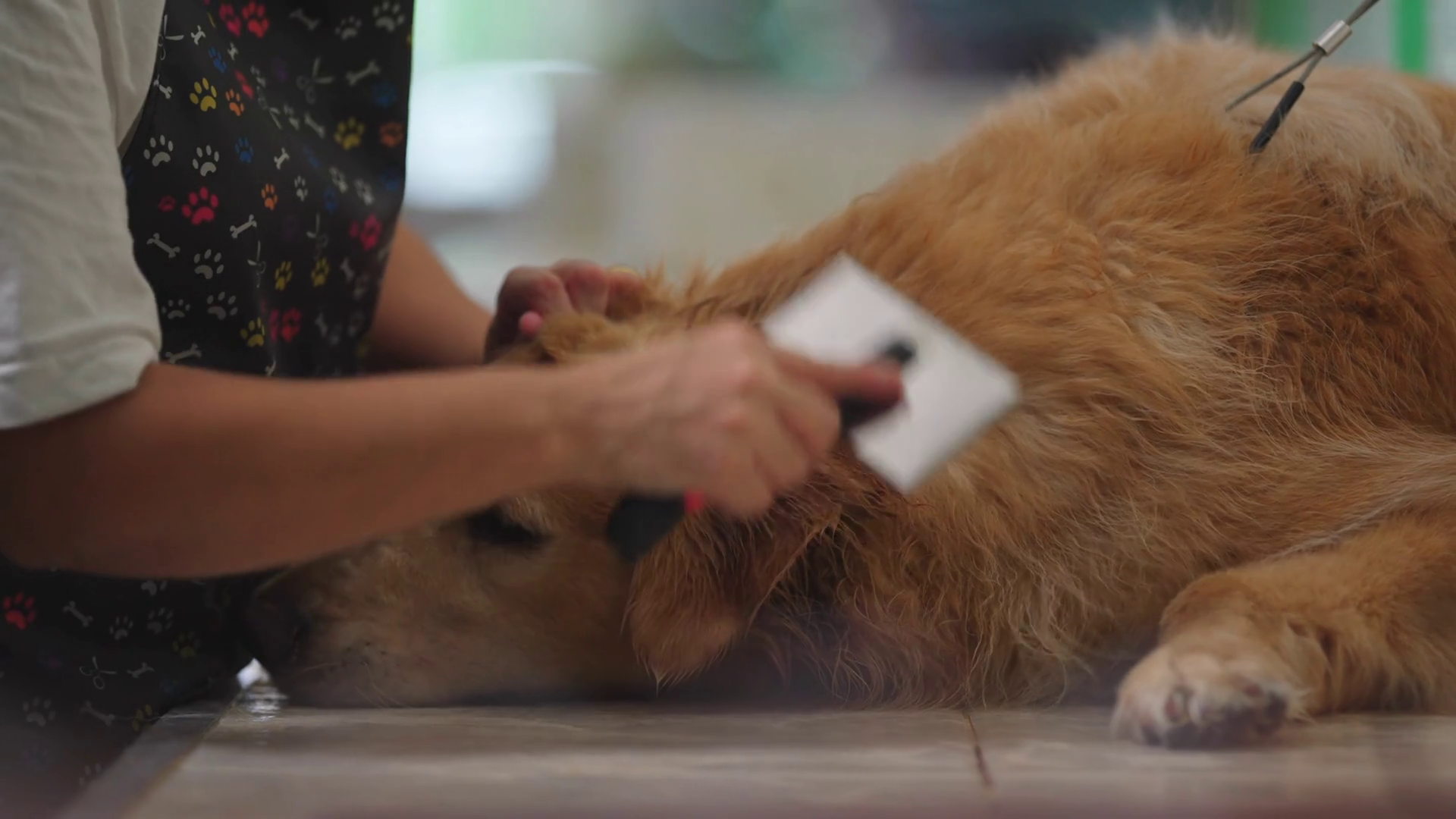 Tranquil Golden Retriever Grooming: Stock Footage SBV-348395878 ...