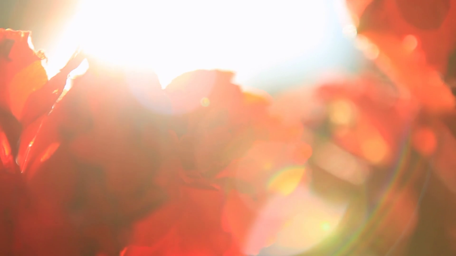 Red Flowers Sun Shining Stock Footage SBV-348474631 - Storyblocks