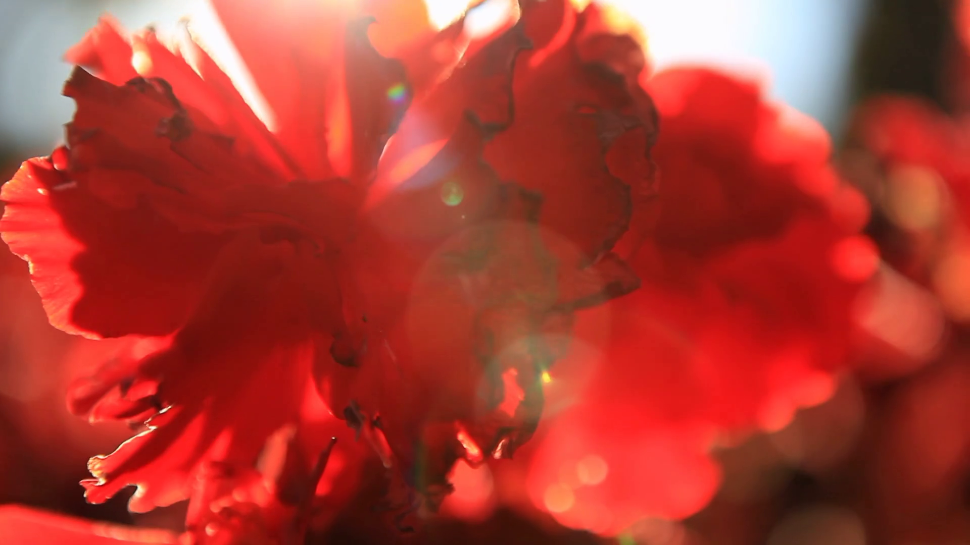 Red Flowers Sun Shining Stock Footage SBV-348474629 - Storyblocks