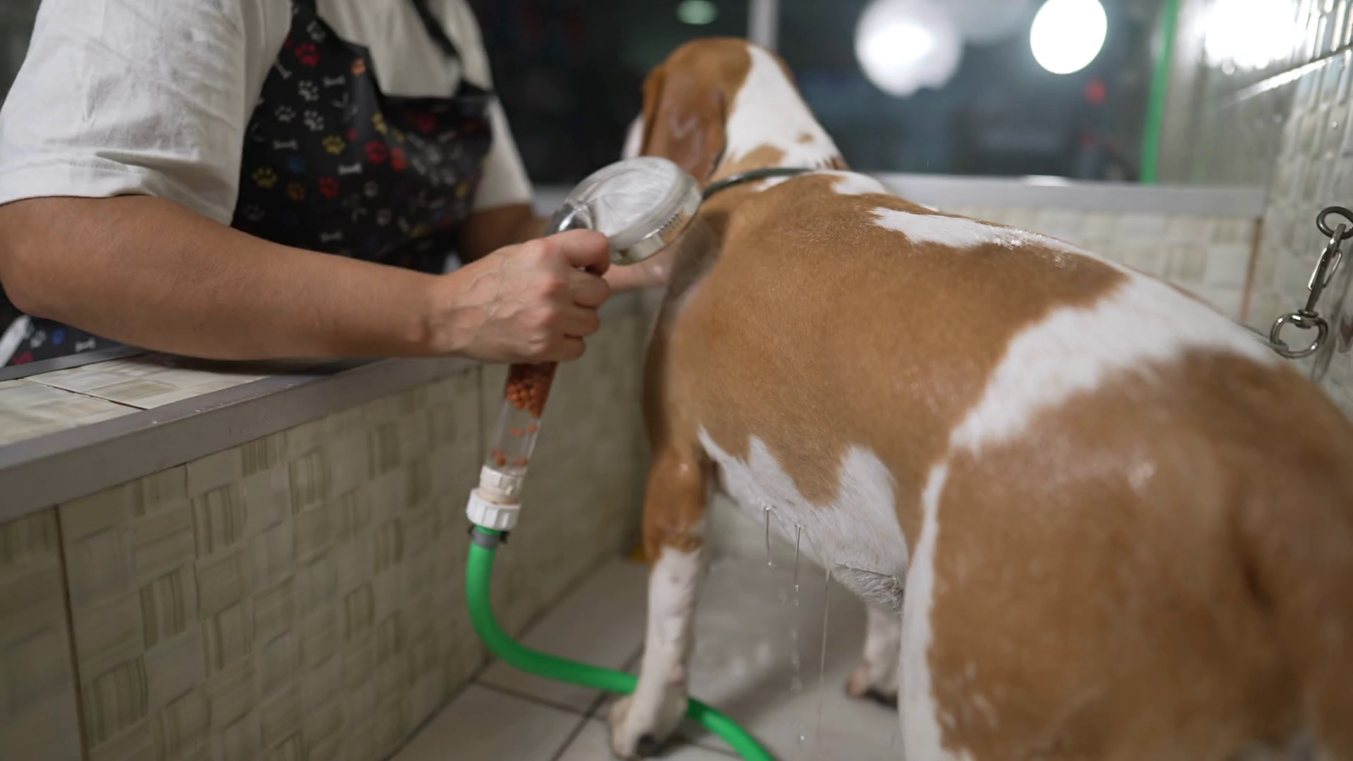 Pampering Pet: Professional Dog Grooming Stock Footage SBV-348562828 ...