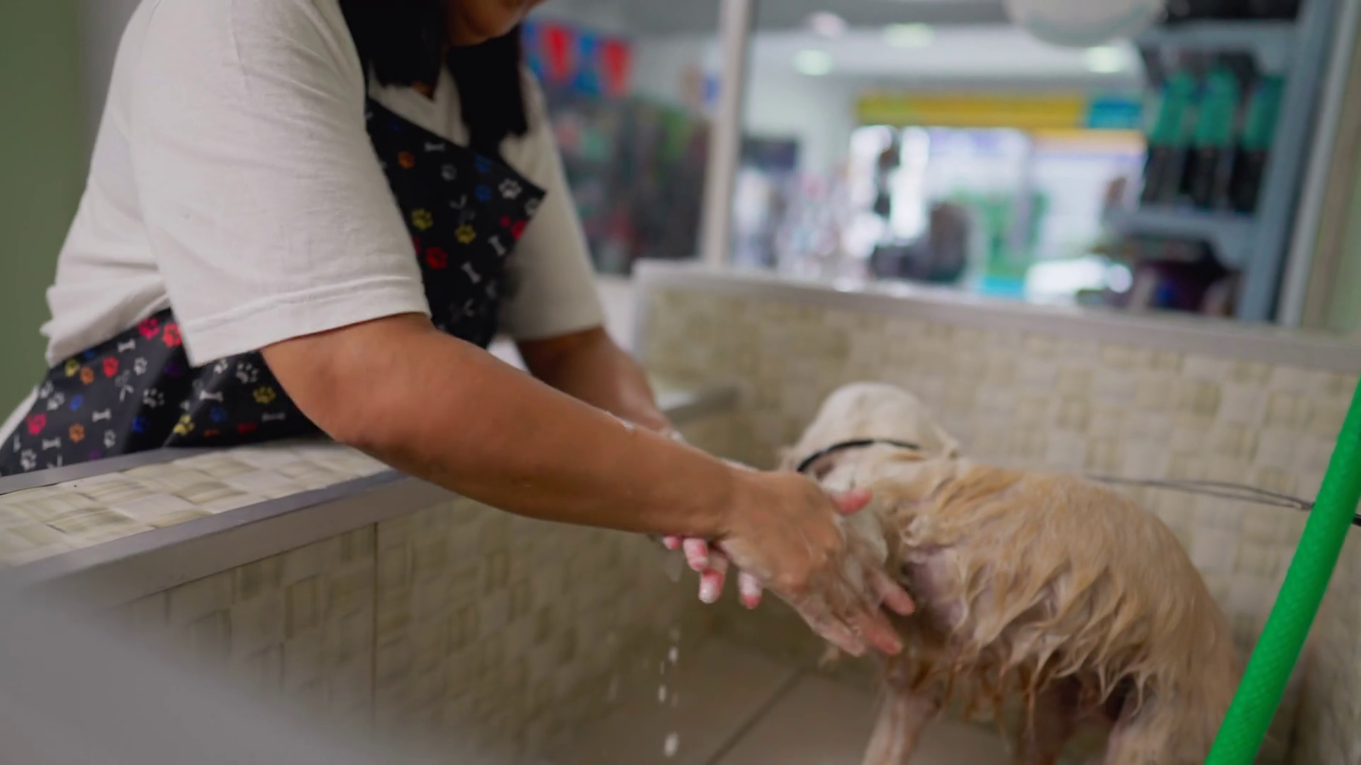 Pet Shop Owner Washing Small Dog Paws With Stock Footage SBV-348562707 ...