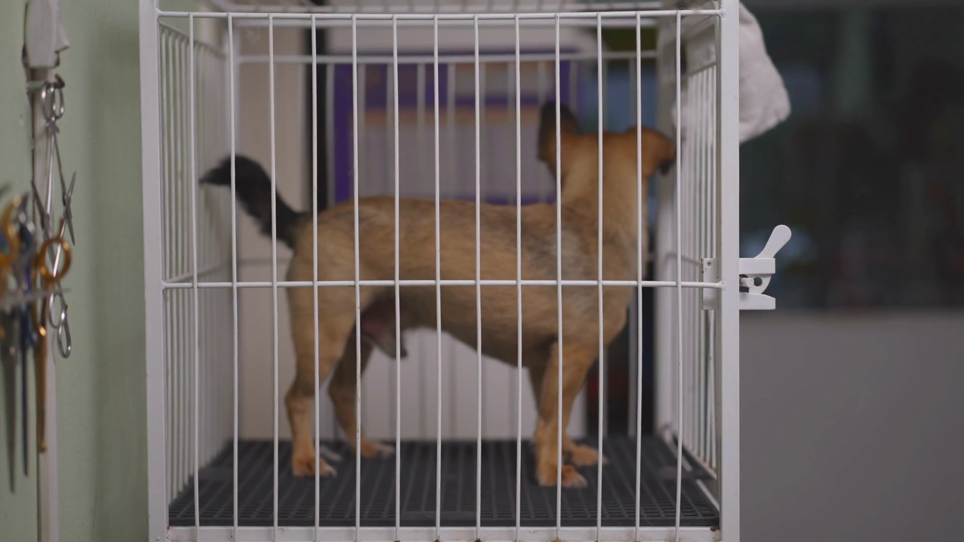 Small Dog Inside Cage Pet Locked Behind Bars Stock Footage SBV ...