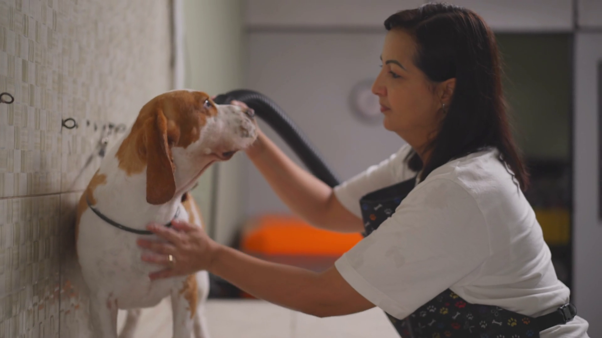 Female Employee Drying Dog At Pet Shop Woman Stock Footage SBV ...