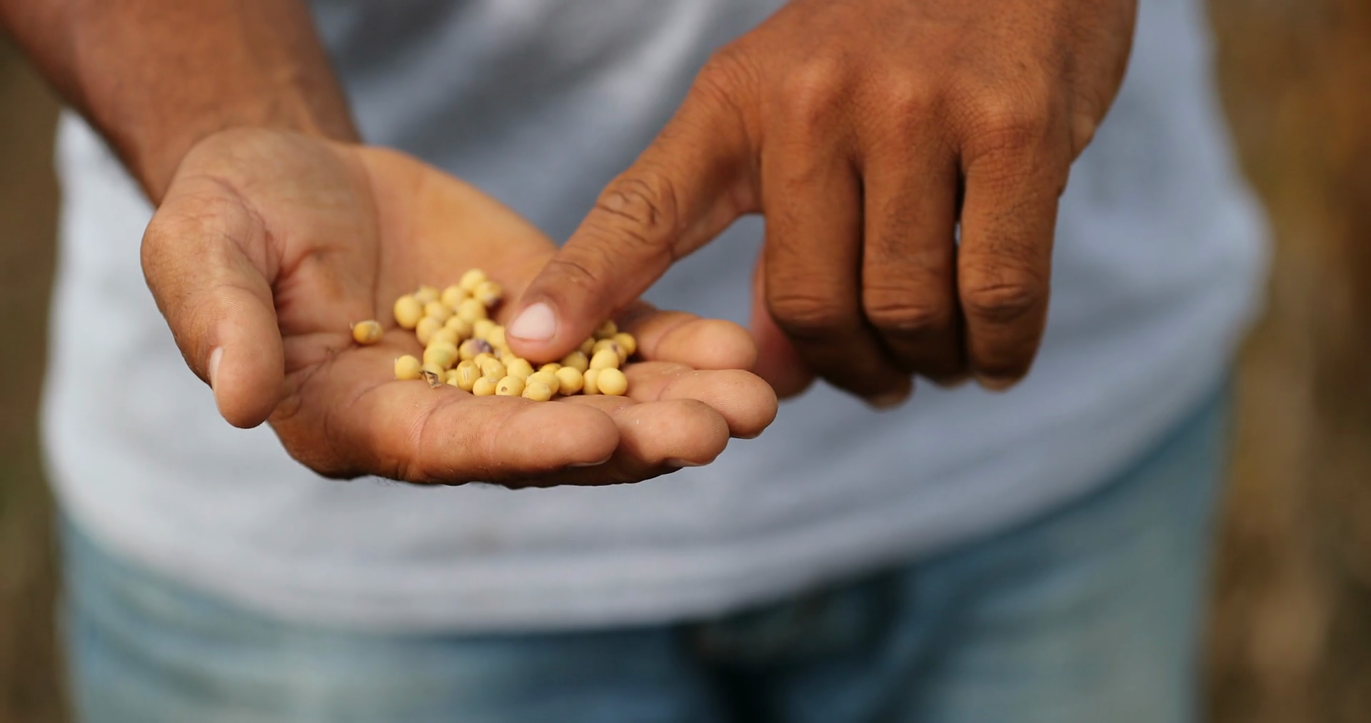 Showing Soybeans Harvested Soy In 4 K Stock Footage SBV-348486817 ...