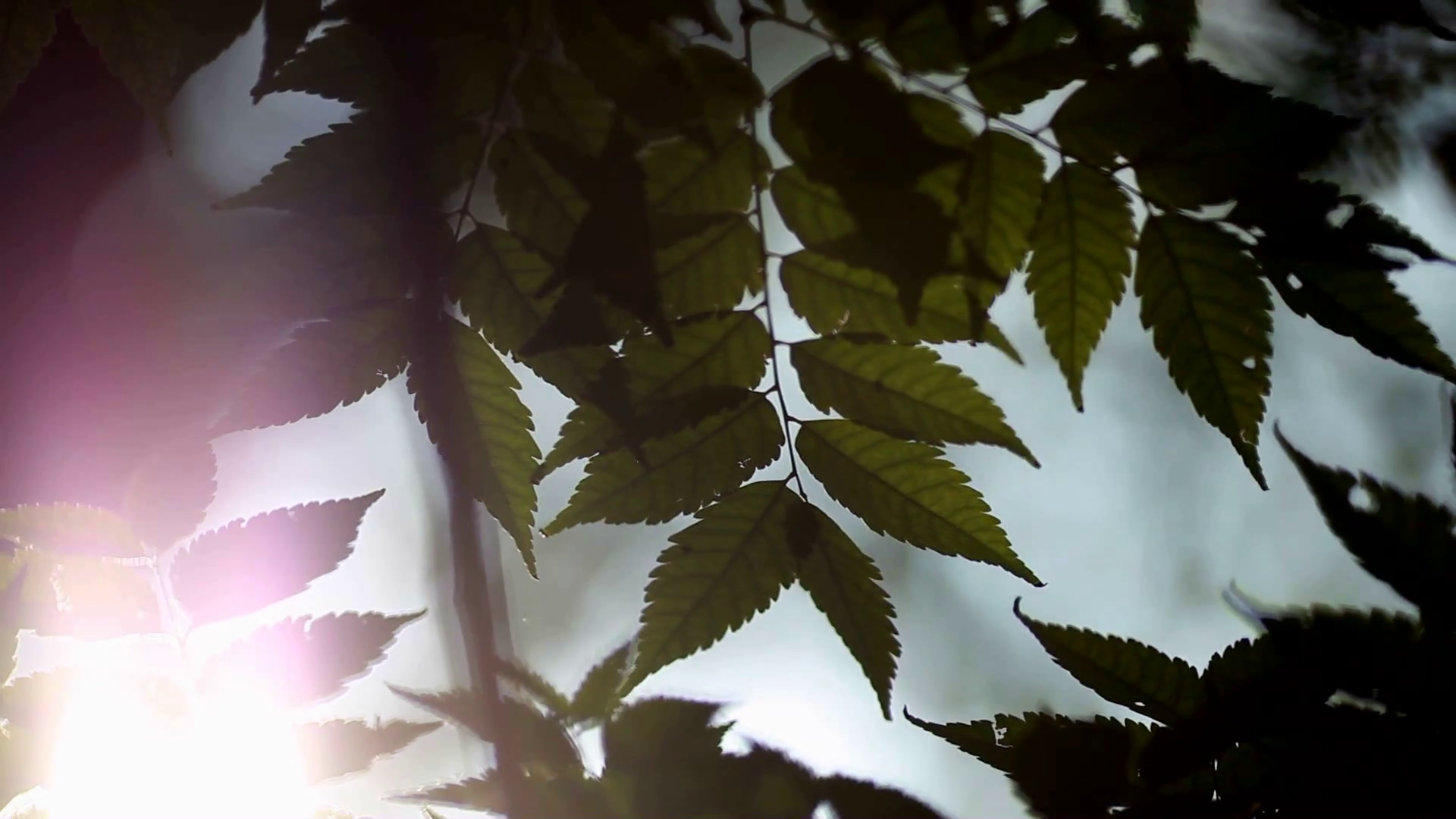 Sunlight Through Tree Leav\es In Summer Day Stock Footage SBV-348436568 ...