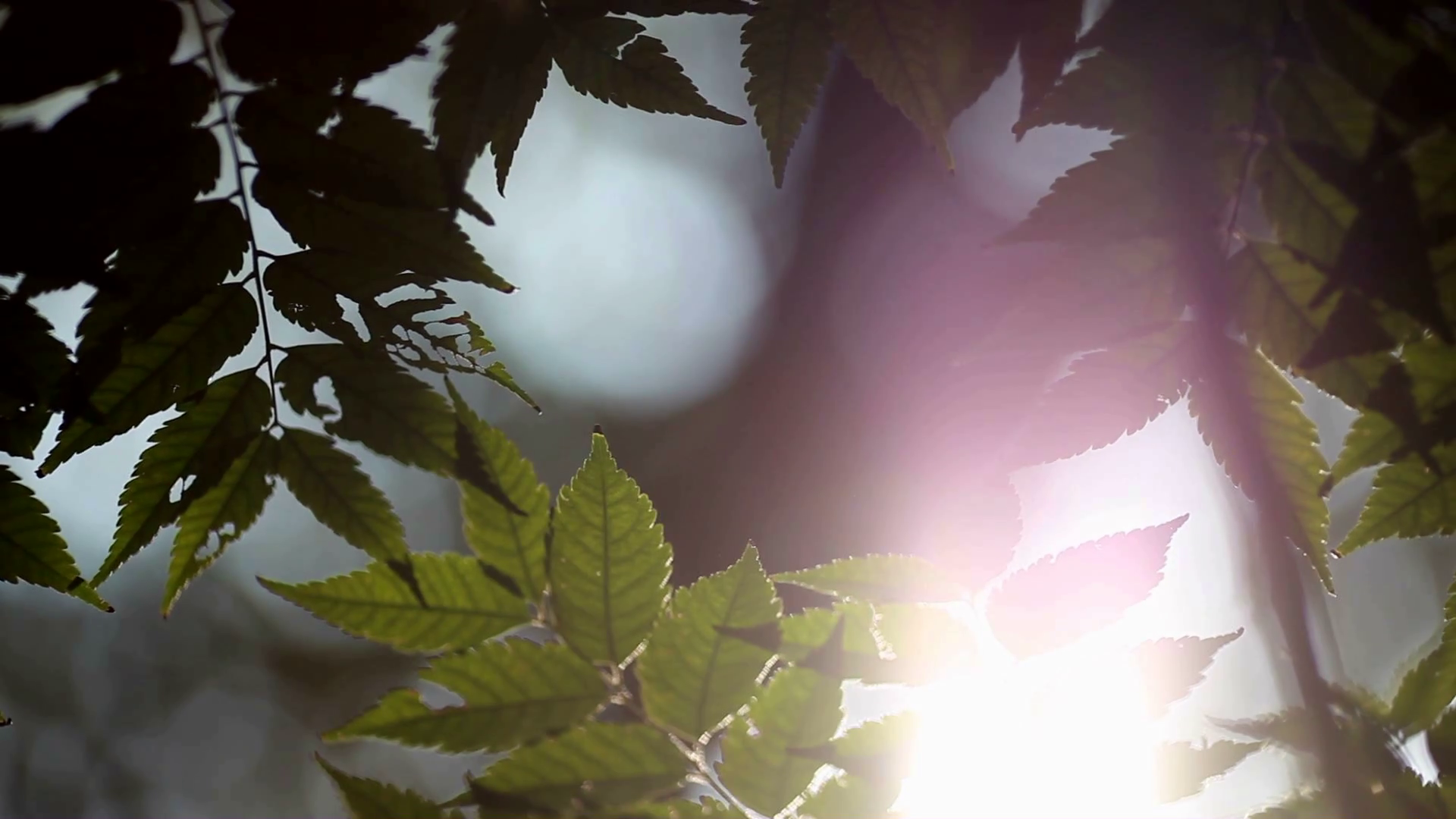 Sunlight Through Tree Leaves On Summer Day: Stock Footage SBV-348436569 ...
