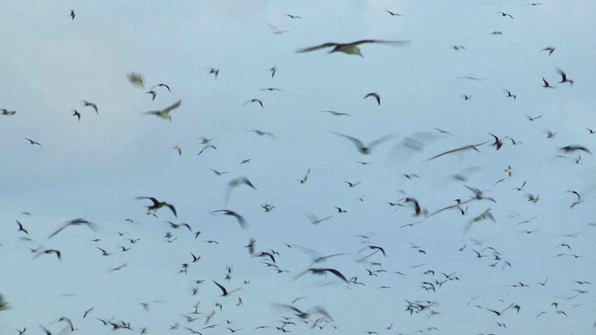 Thousands Of Birds Flying Clear Blue Sky Stock Footage SBV-348436017 ...