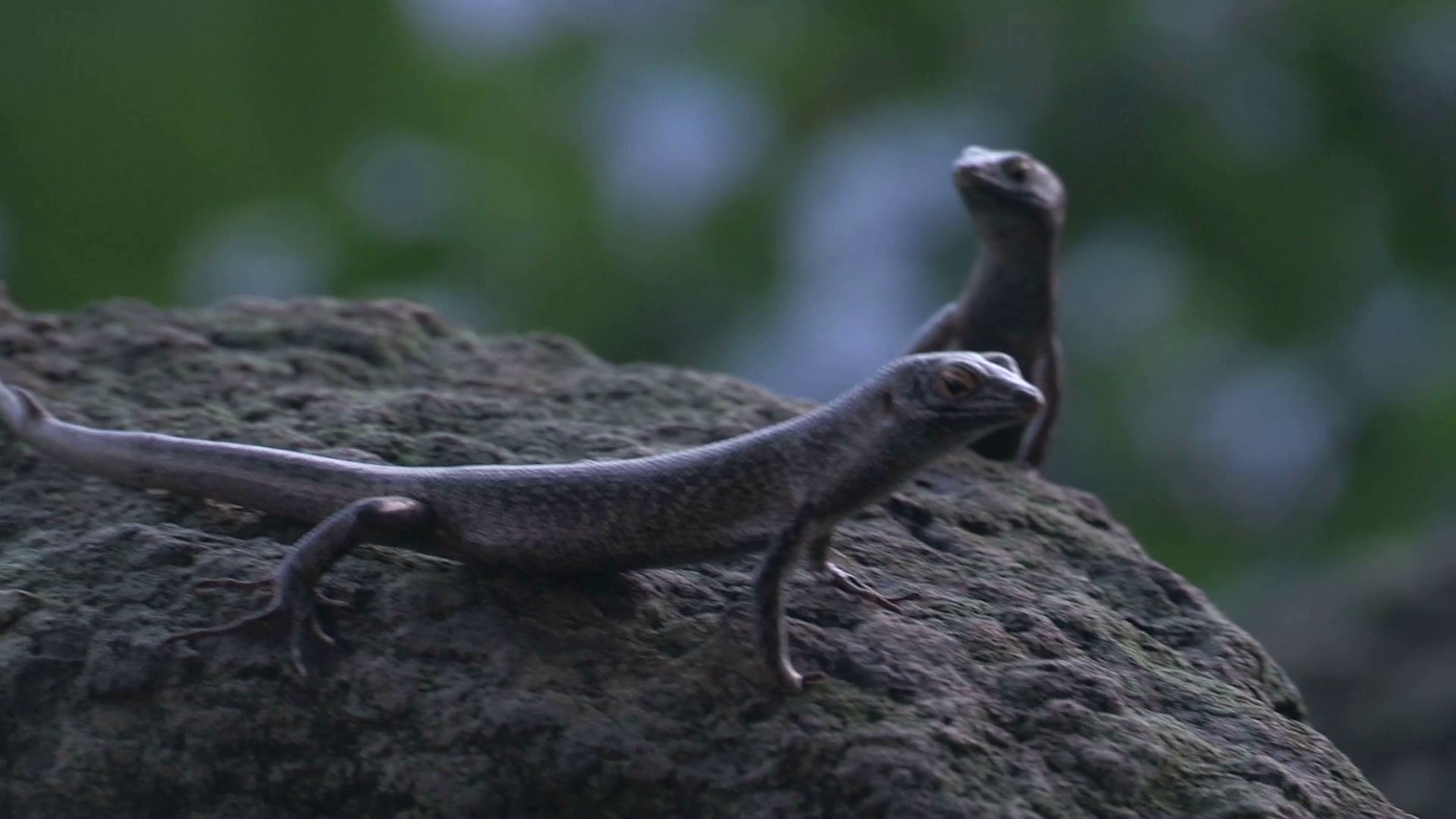 Tropical Lizards On Rock Natural Habitat Stock Footage SBV-348435366 ...