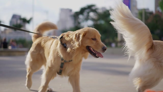 Street Dog Run Stock Footage: Royalty-Free Video Clips - Storyblocks