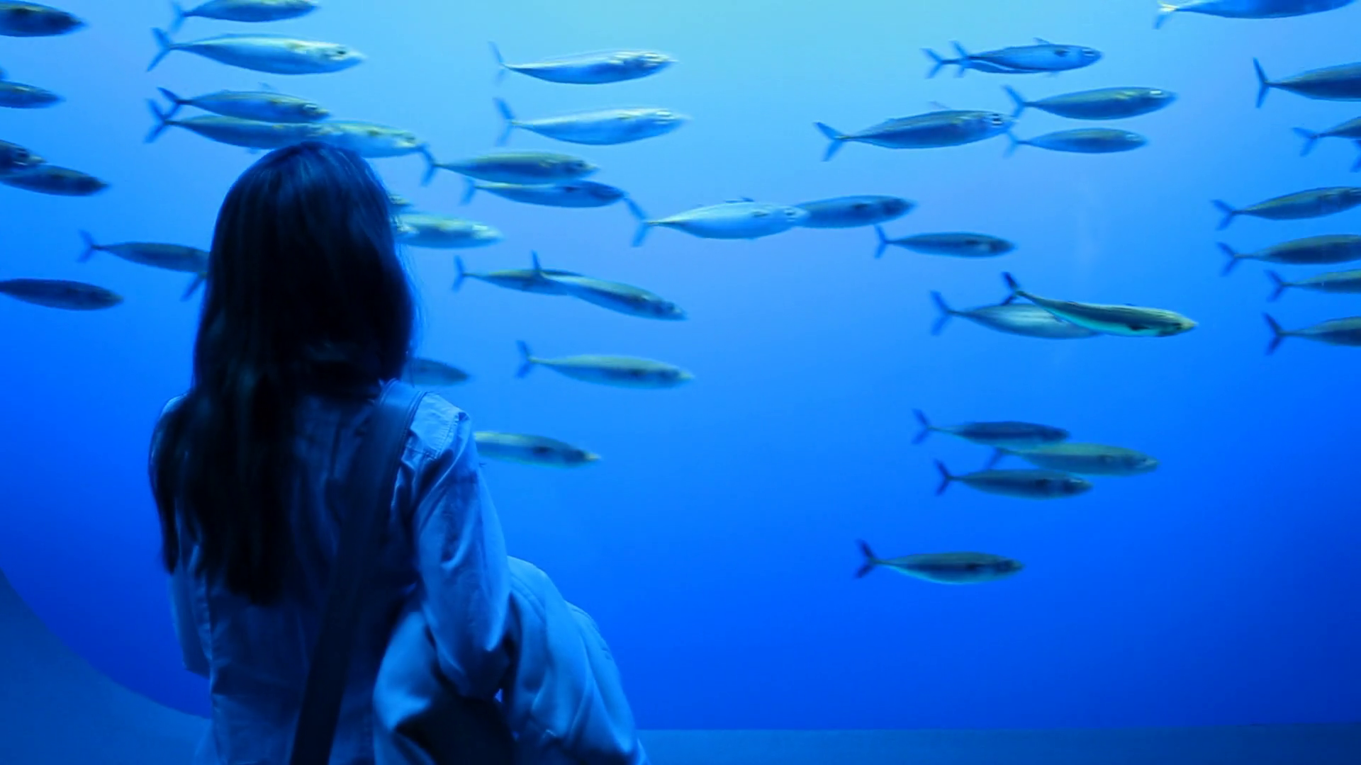 Young Woman Observing Aquarium Girl Watching Stock Footage SBV ...