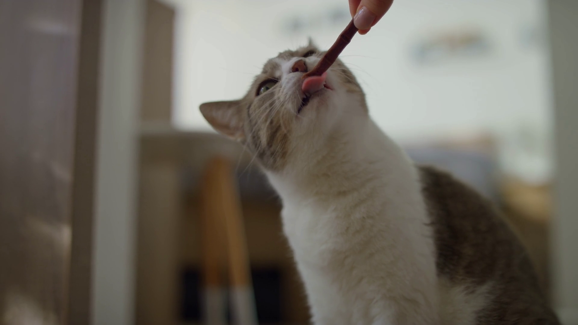 Cat Eagerly Biting Treat From Owner Hand Stock Footage SBV-351906964 ...