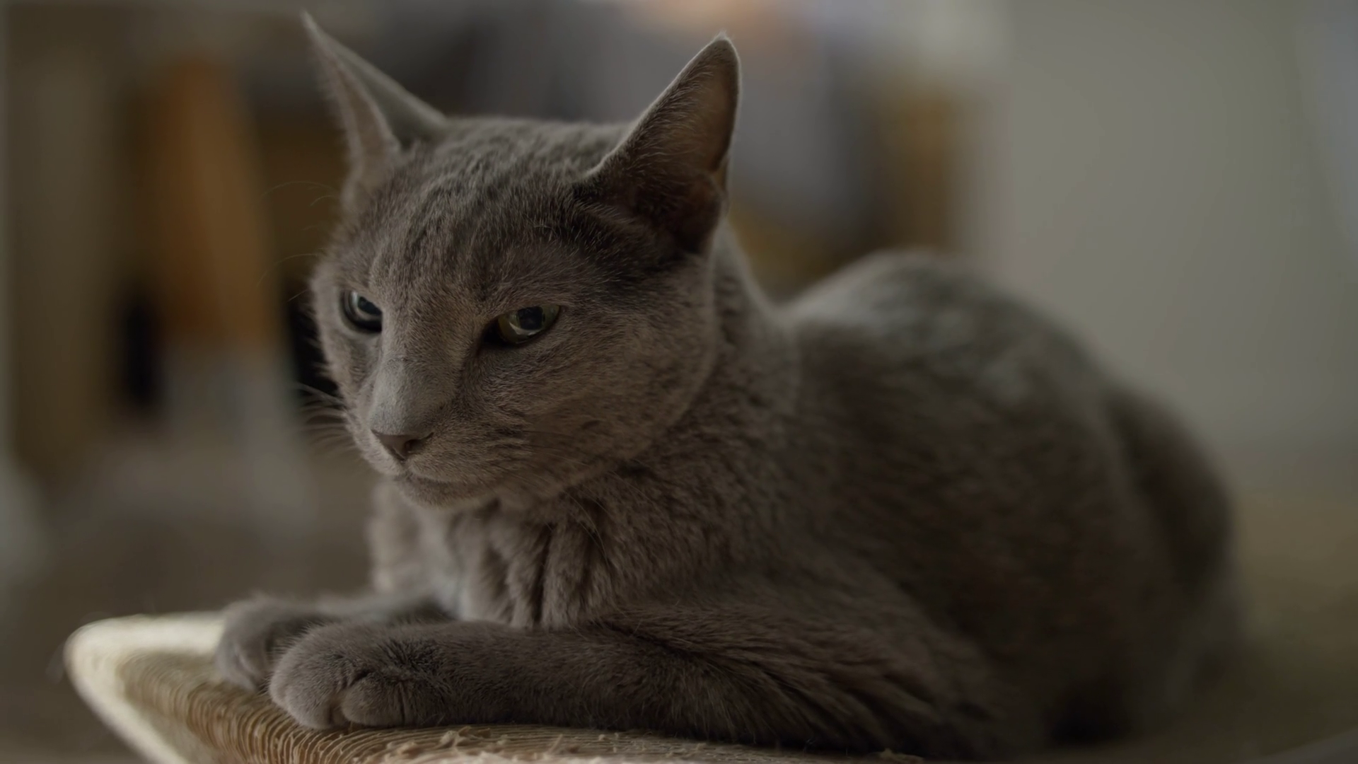 Gray Domestic Cat Turning Head To Look At Stock Footage SBV-351645687 ...