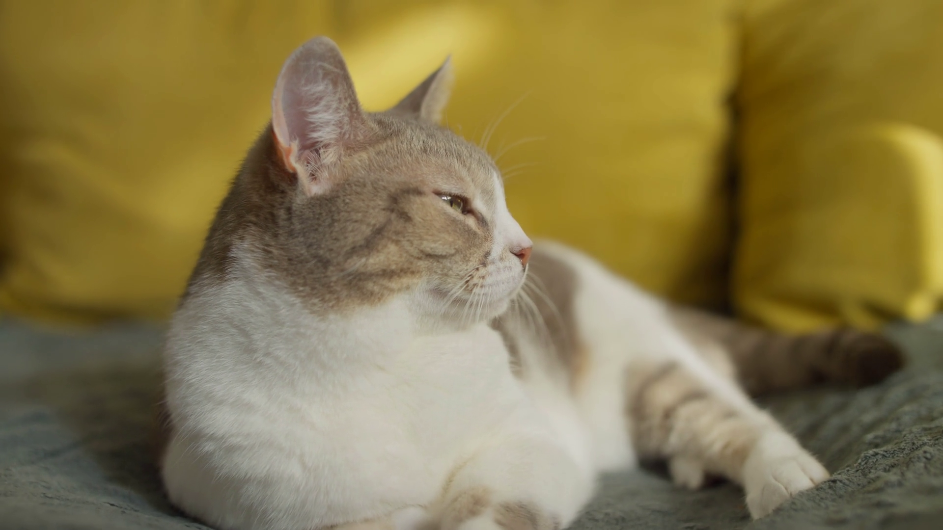 Relaxed Cat Lounging On Sofa In Sunlight Stock Footage SBV-352385195 ...