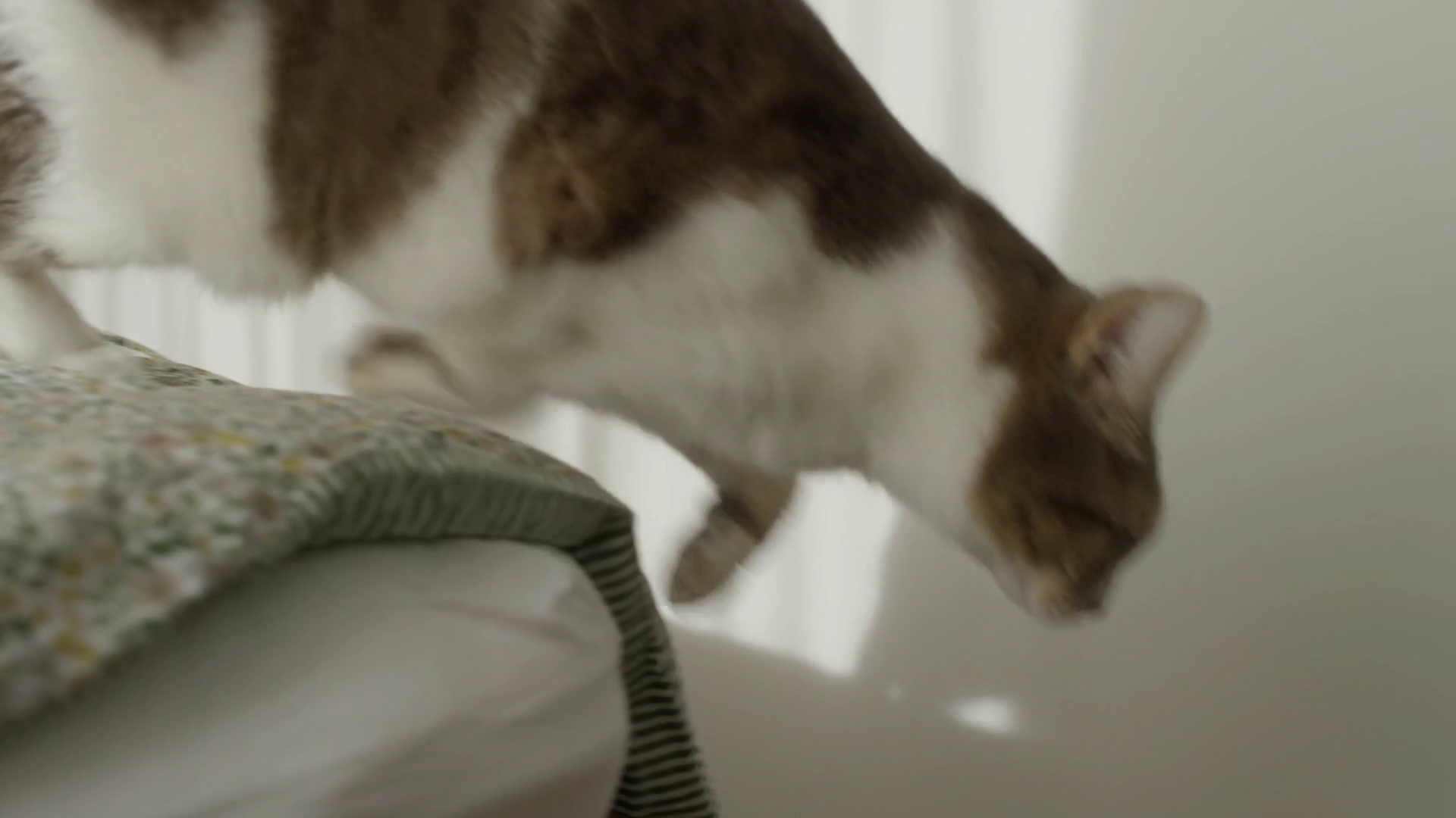 Cat Jumping Off Bed In Soft Light Stock Footage SBV-352034356 - Storyblocks