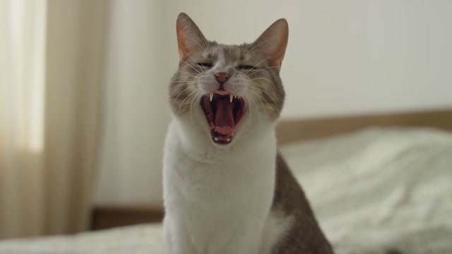 Cat Wake Up Stock Footage: Royalty-Free Video Clips - Storyblocks