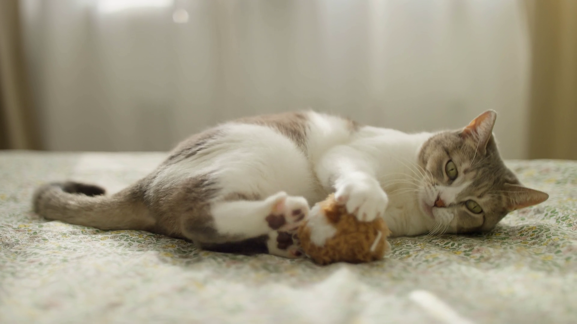Playful Cat Attacking Toy On Bed Stock Footage SBV-351907015 - Storyblocks