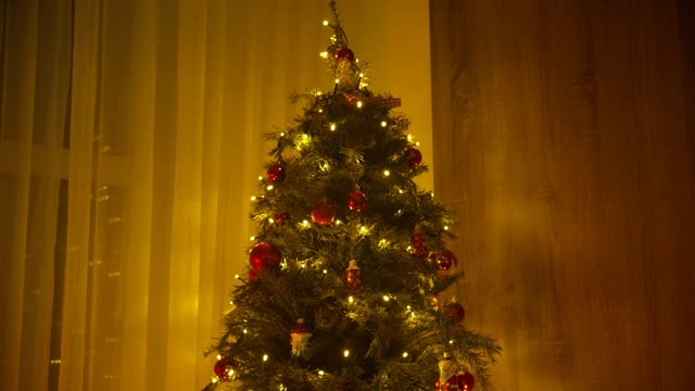 Dolly Tree Stock Footage: Royalty-Free Video Clips - Storyblocks