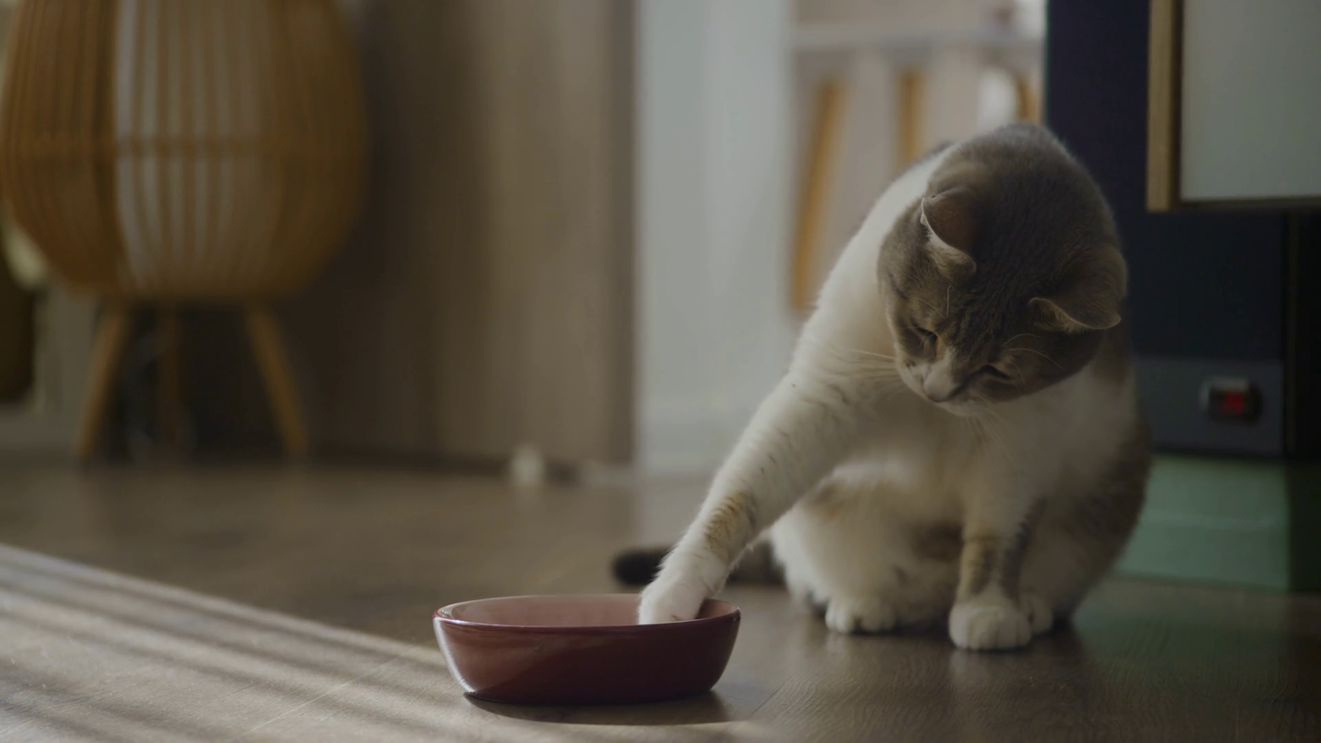 Curious Cat Pawing At Food Bowl Stock Footage SBV-351840803 - Storyblocks
