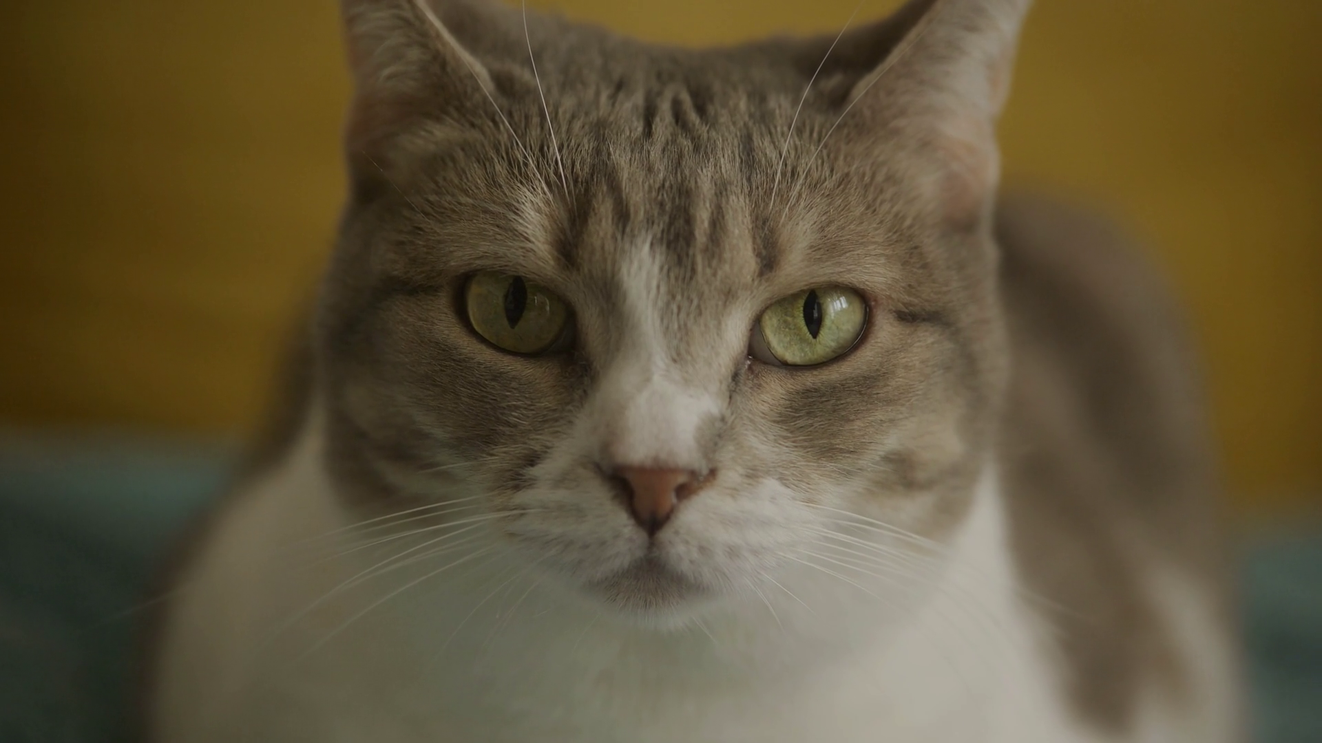 Optical Zoom Tabby Domestic Cat Face Looking Stock Footage SBV ...