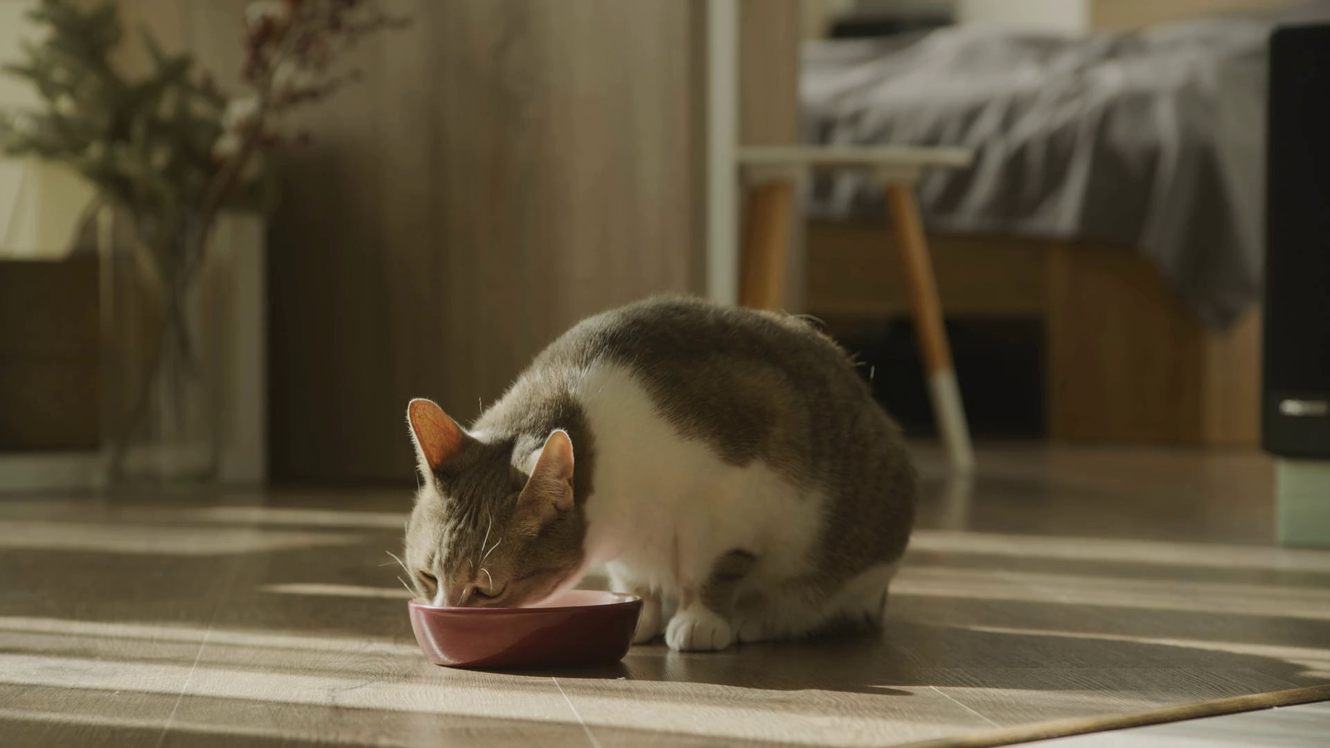 Happy Domestic Cat Eating Tasty Meal Licking Stock Footage SBV ...