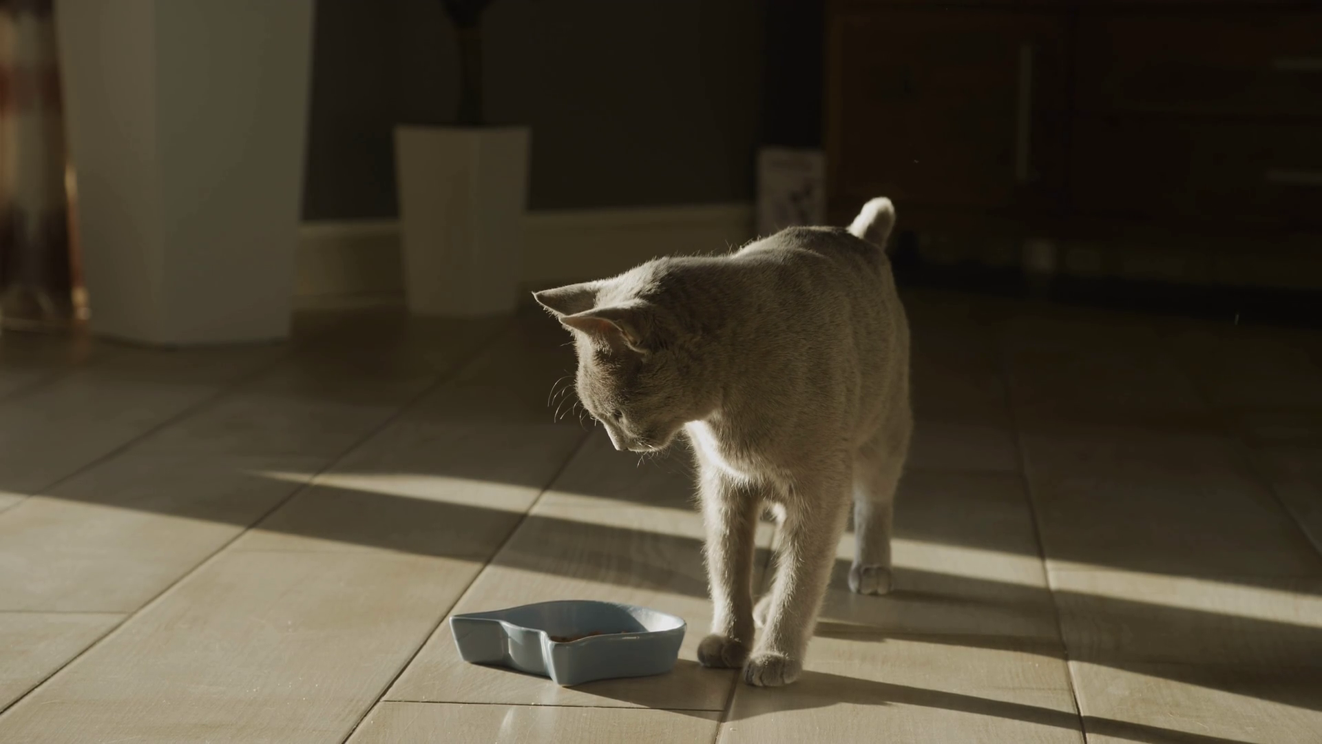 Domestic Cat Hesitant To Eat Food Walking Stock Footage SBV-347618610 ...