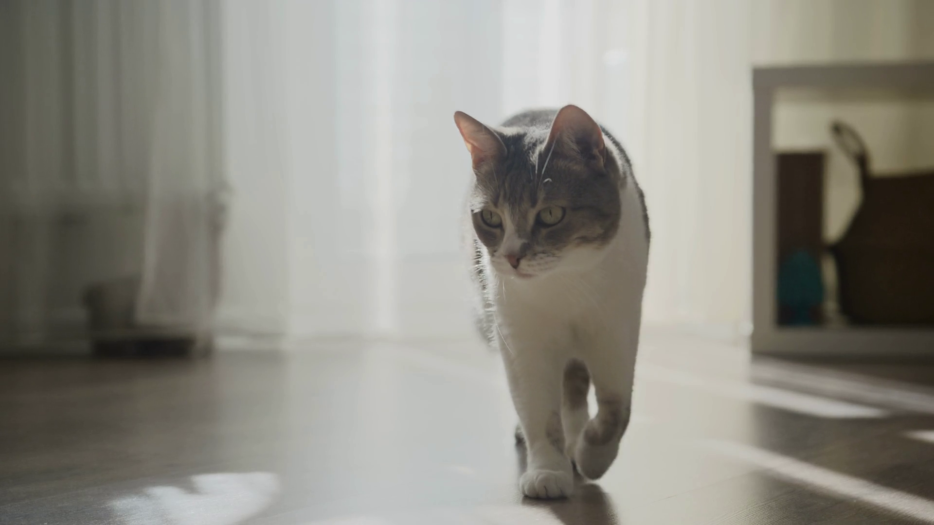 Tabby Domestic Cat Walking At Camera In Slow Stock Footage SBV ...