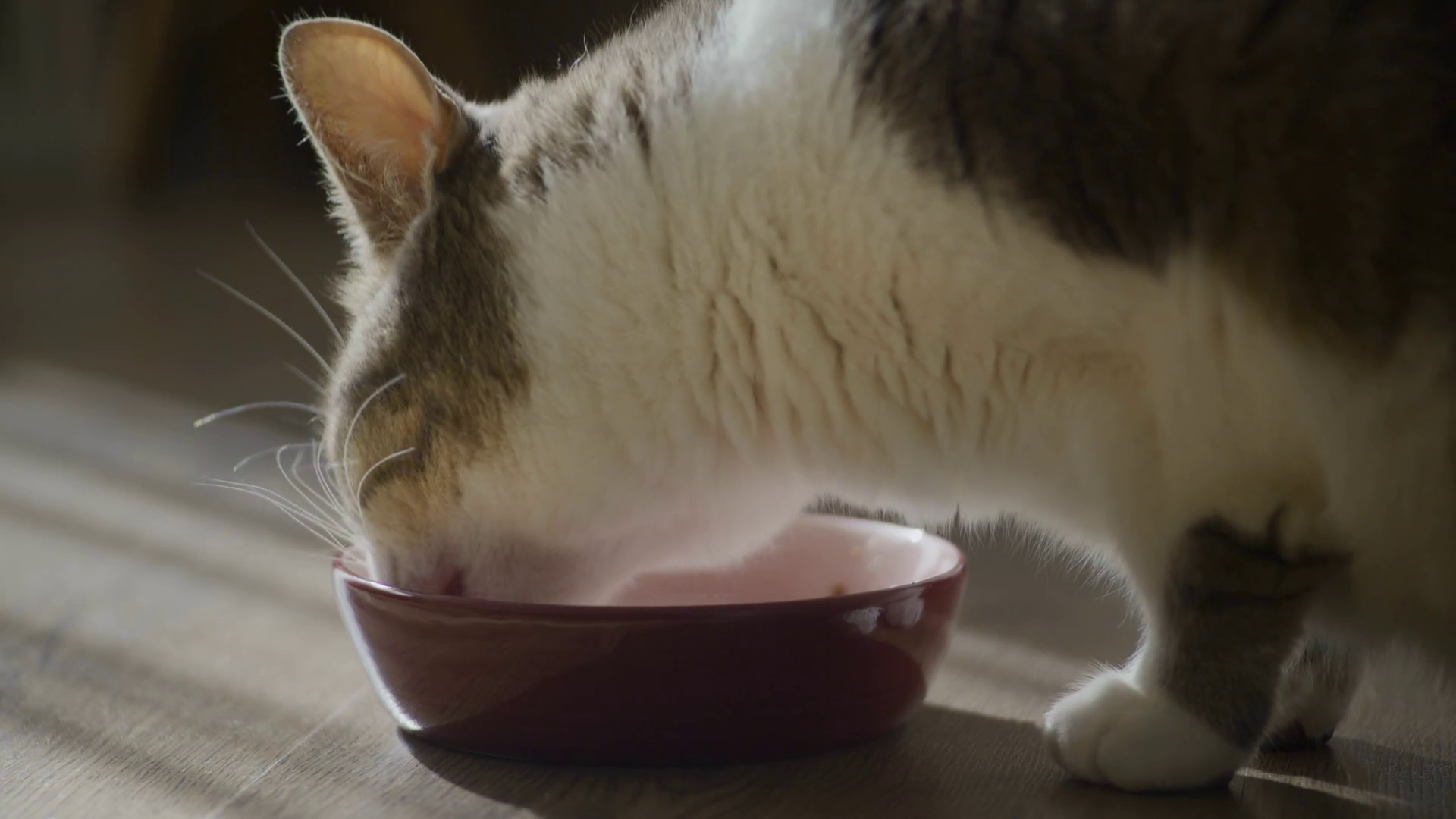 Side View Of Domestic Cat Eating Meal In Stock Footage SBV-347630745 ...