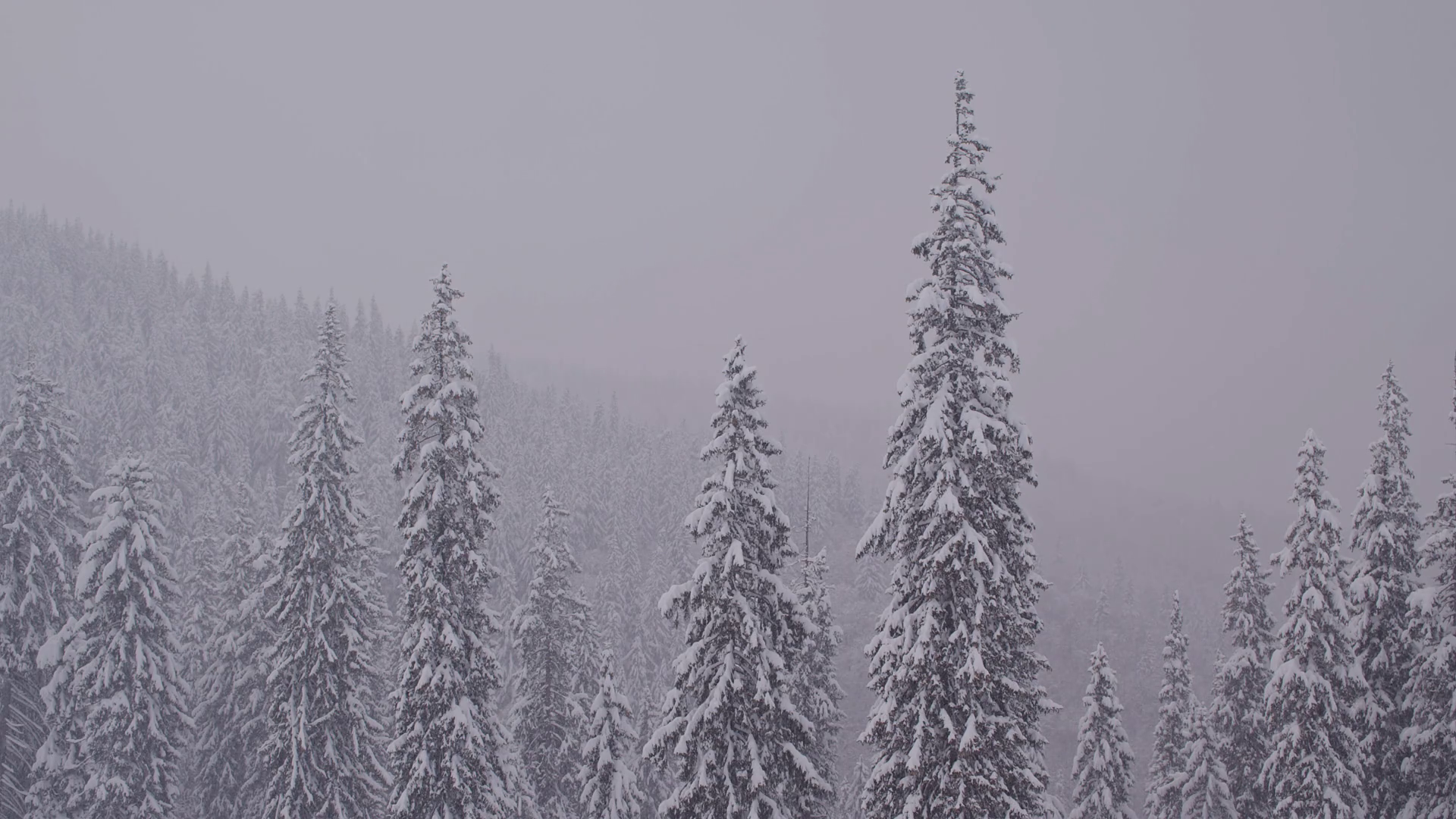Heavy Blizzard Snowfall In Misty Mountains Stock Footage SBV-348457445 - Storyblocks