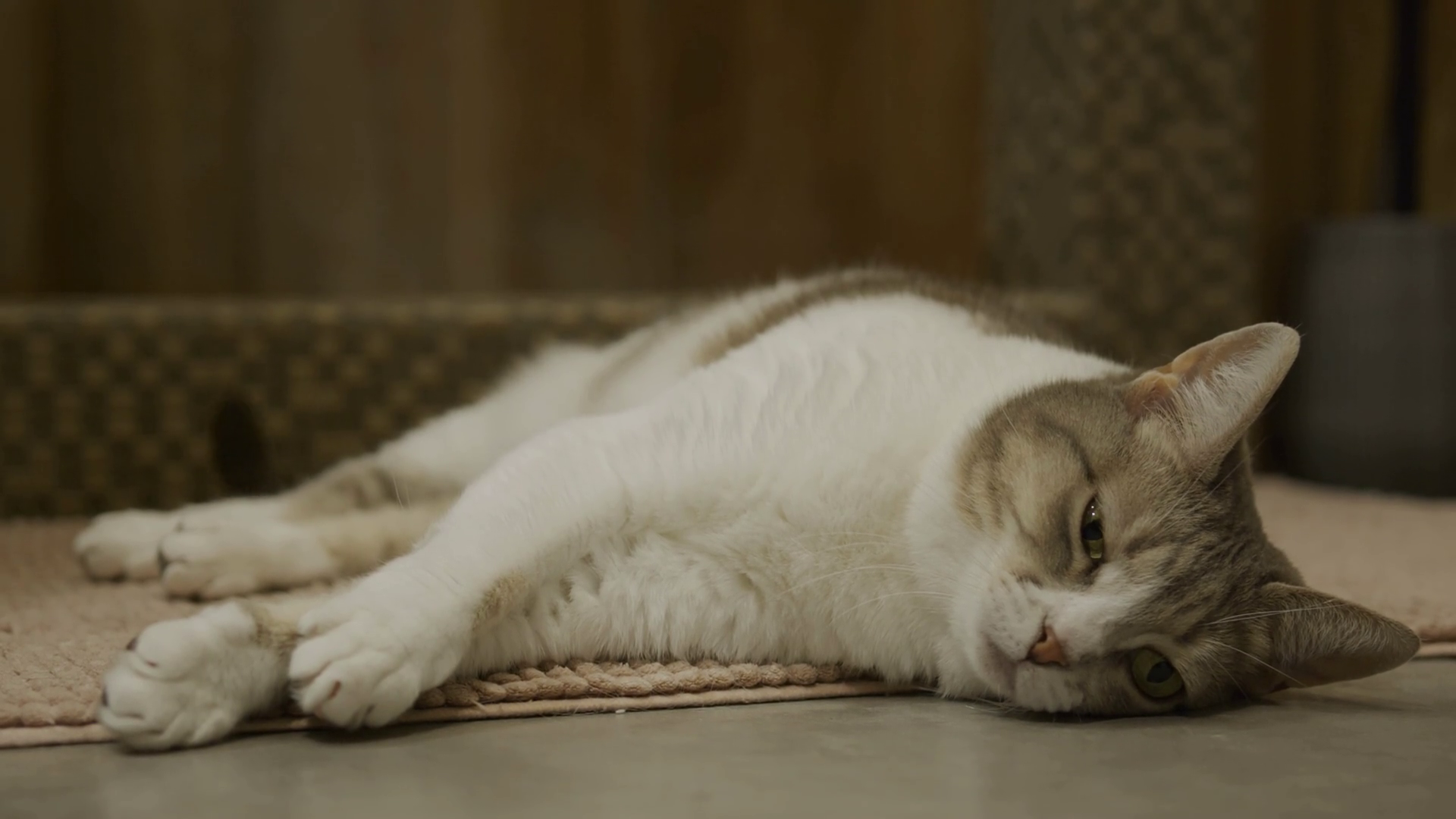 Lazy Domestic Cat Relax On Warm Bathroom Stock Footage SBV-348711542 ...