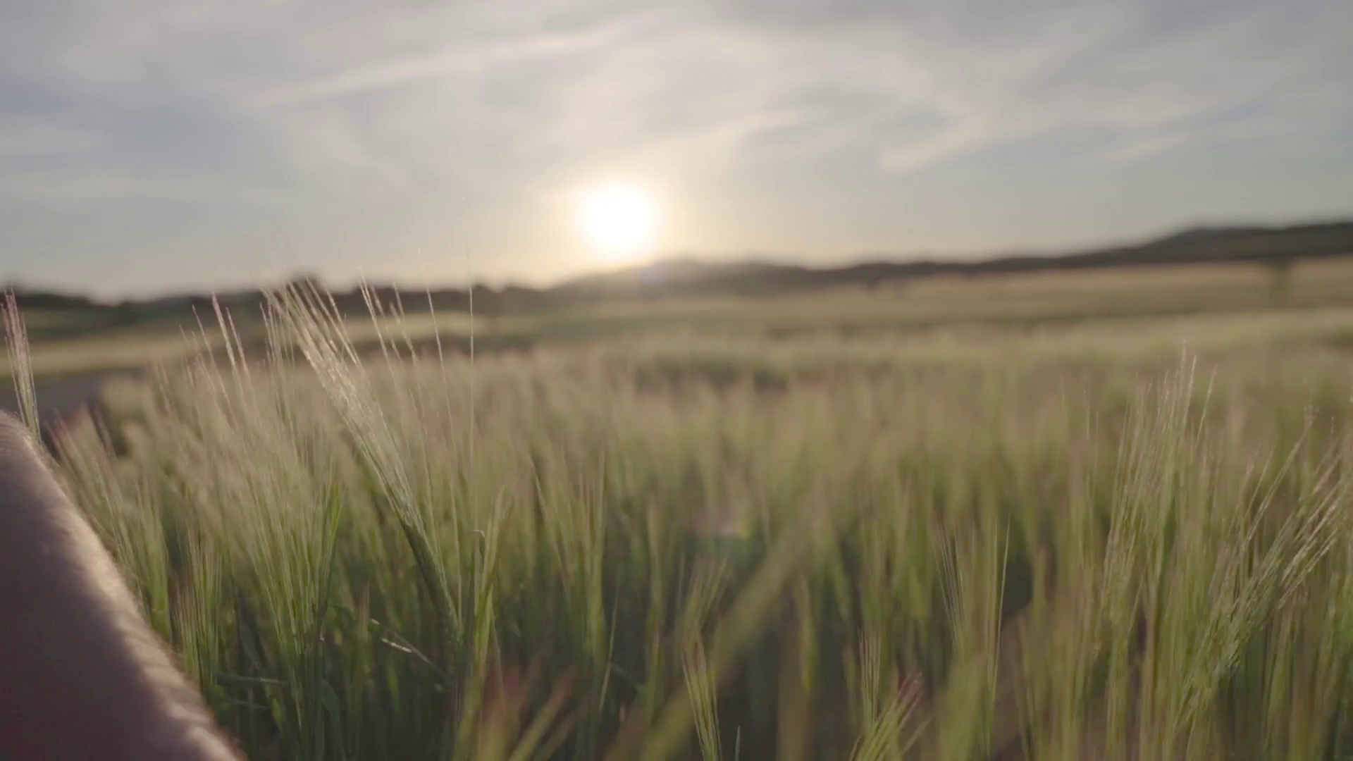 Hand Floating Over Grass Spikes Field With Stock Footage SBV-347788136 ...