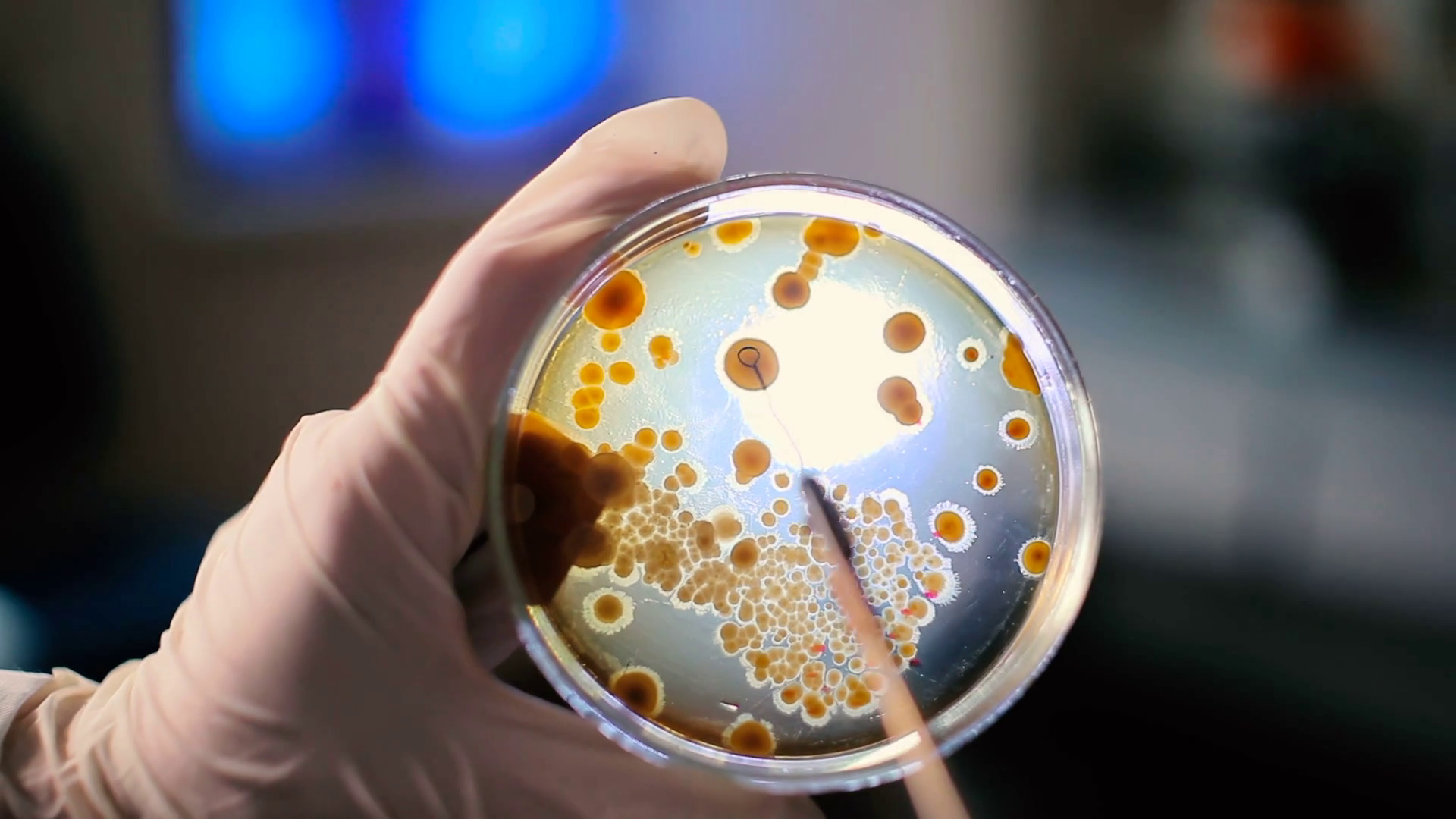 Make Scraping Colonies Of Bacteria Stock Footage SBV-311902620 ...