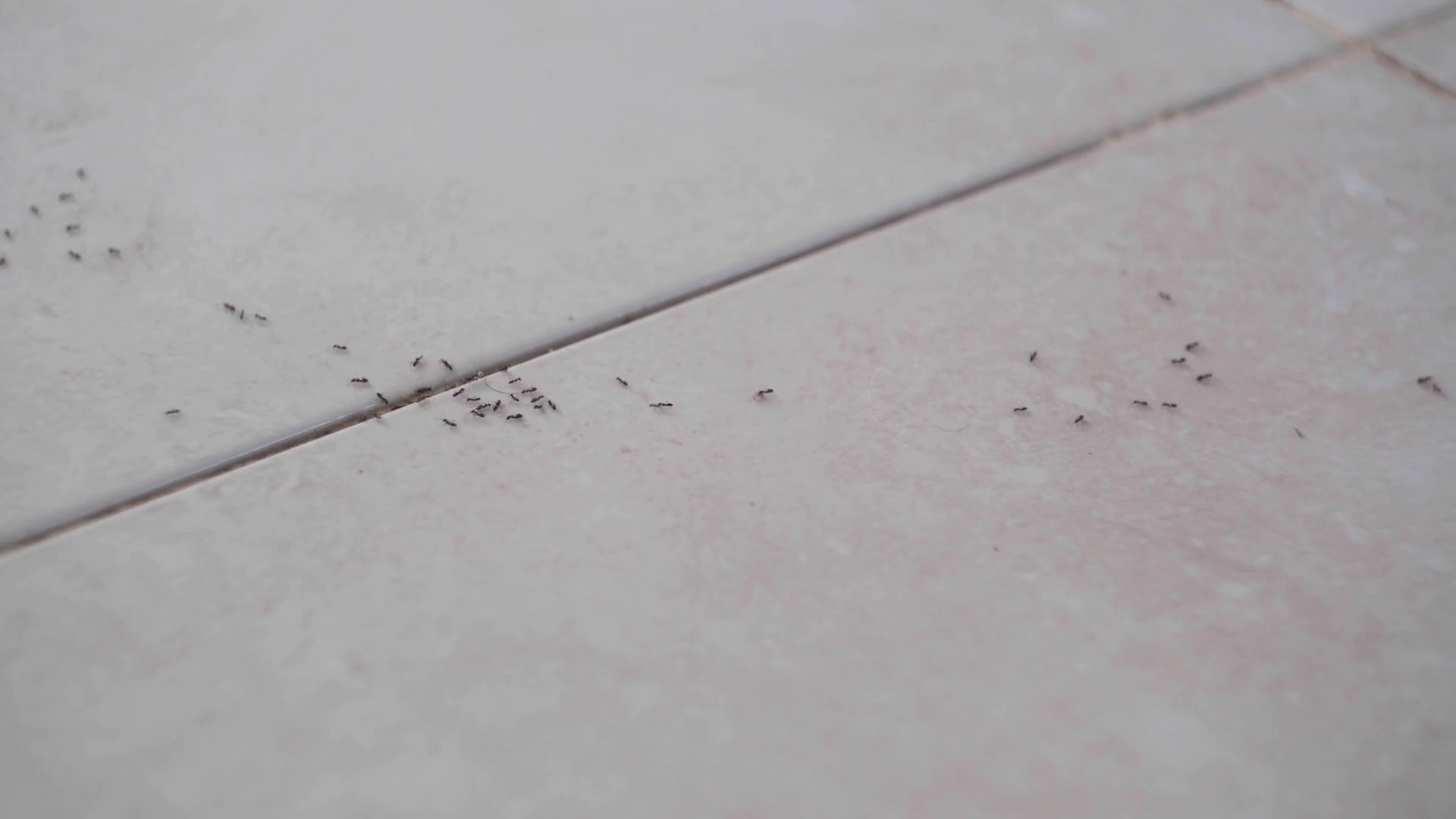 Close-up Row Of Active Insects Running On Stock Footage SBV-347743688 ...