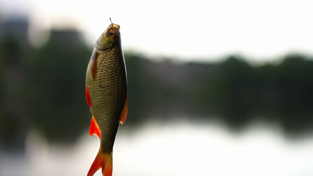 Fishing Float Catch Stock Footage: Royalty-Free Video Clips - Storyblocks