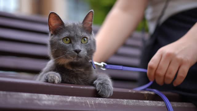 Sitting On A Bench | Animals stock footage - Storyblocks