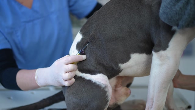 Dog Knot Stuck In Woman Stock Footage: Royalty-Free Video Clips - Storyblocks