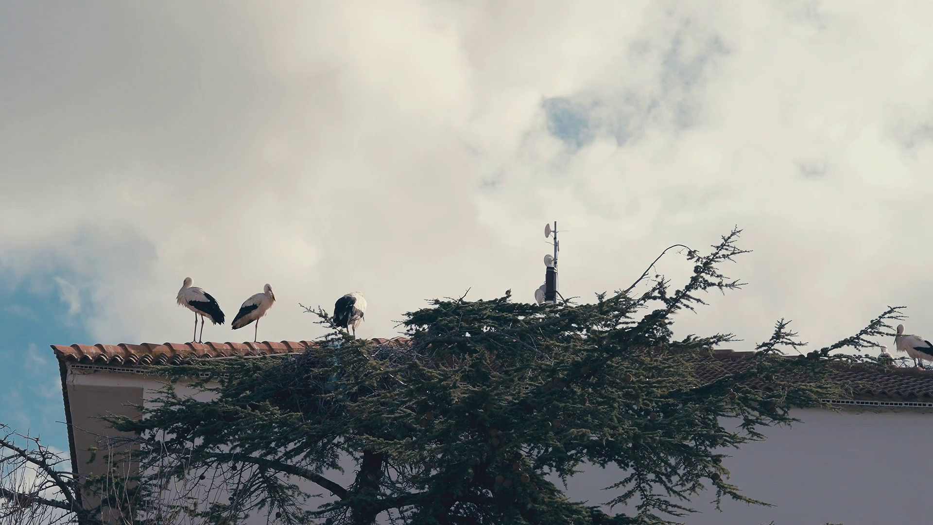 Three Storks Taking Nap Standing On Roof At Stock Footage SBV-348363153 ...