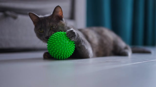 Cat Playing With Ball Stock Footage: Royalty-Free Video Clips - Storyblocks