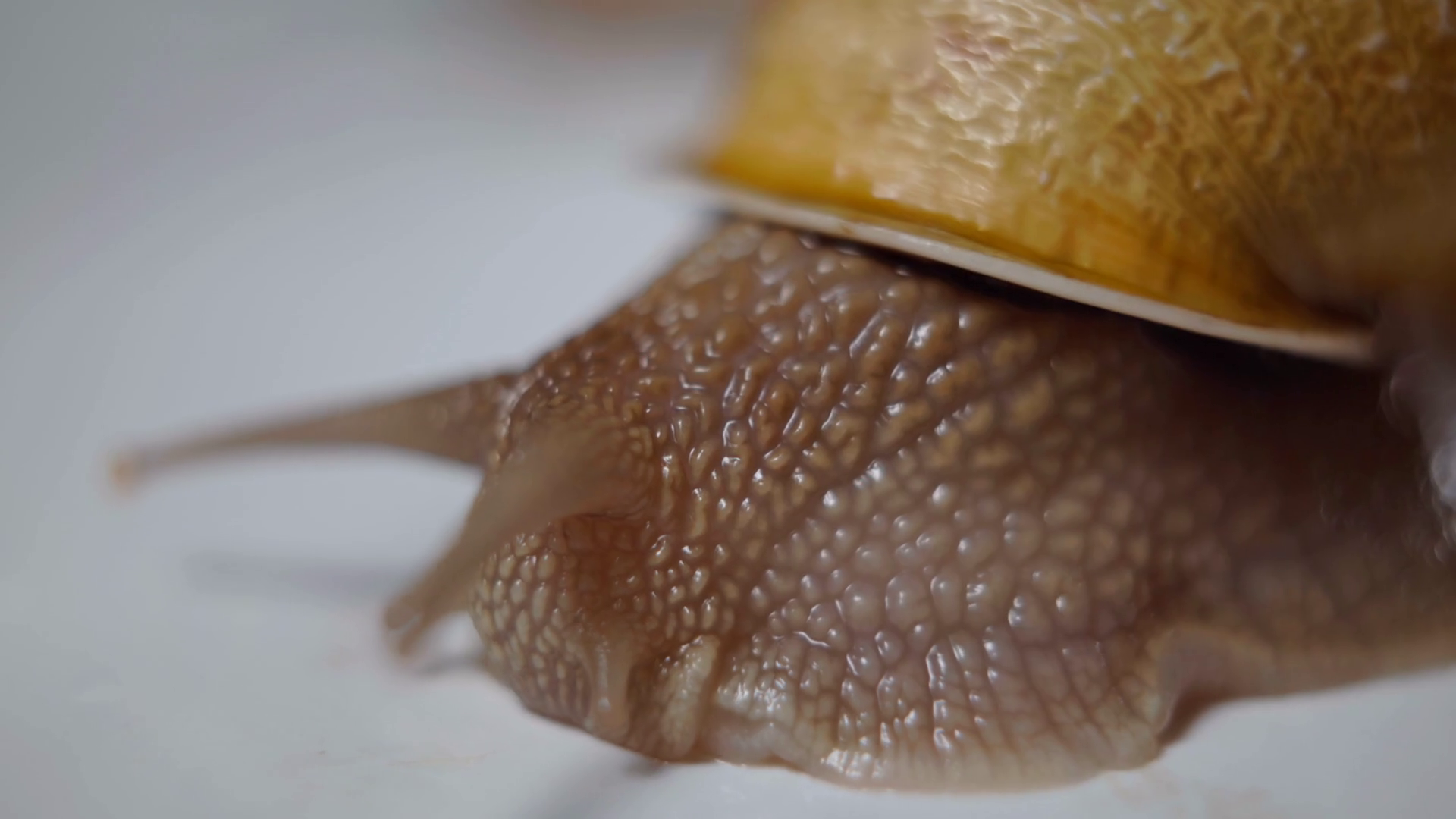 Close-up Brown Snail Head With Tentacles Stock Footage SBV-347454692 ...