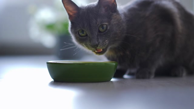 Cat Eating Food Stock Footage: Royalty-Free Video Clips - Storyblocks