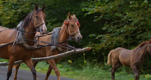 Horse Wagon Stock Footage: Royalty-Free Video Clips - Storyblocks