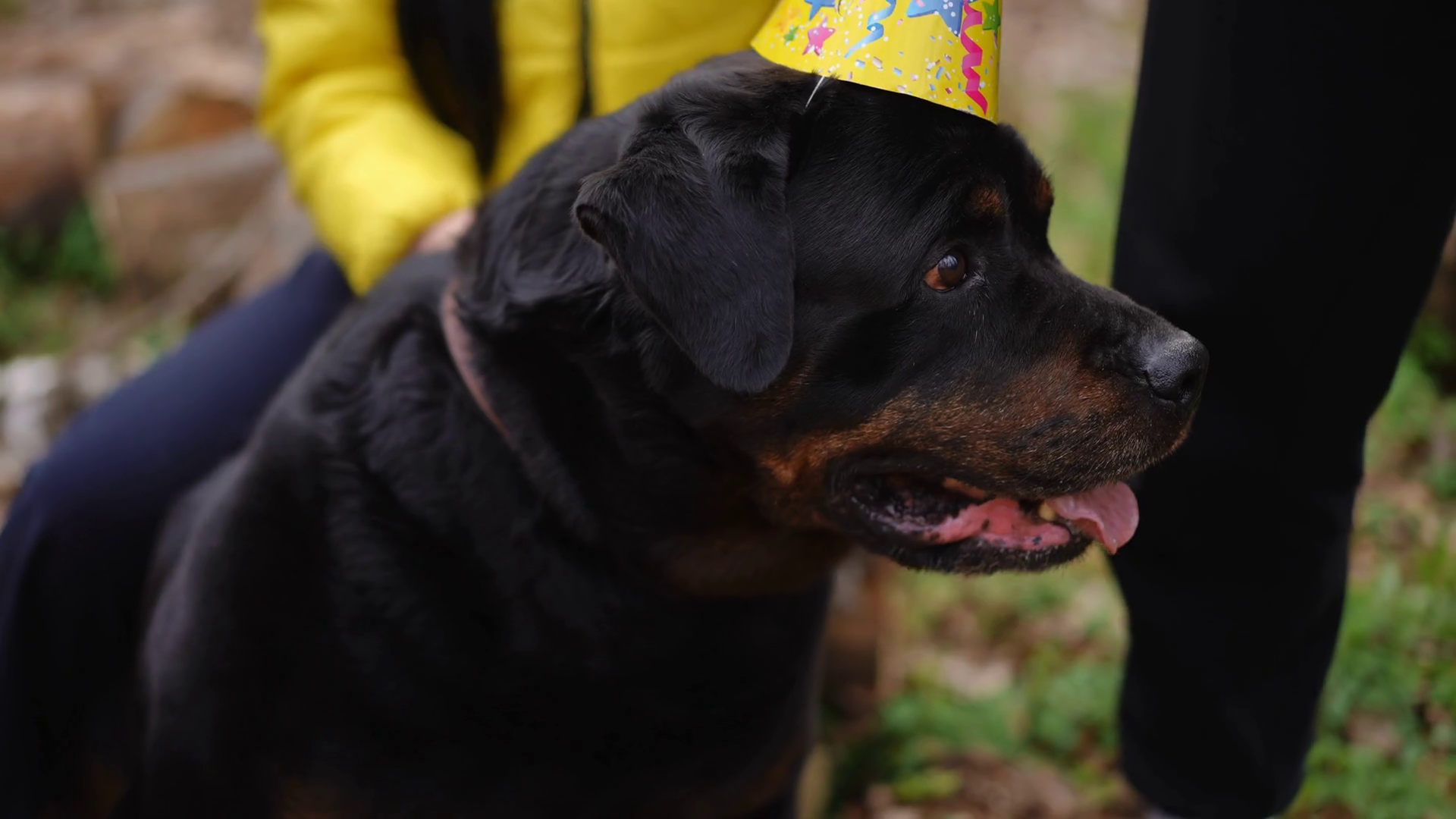 Close-up Portrait Of Bog Dog Barking Eating Stock Footage SBV-347810010 ...