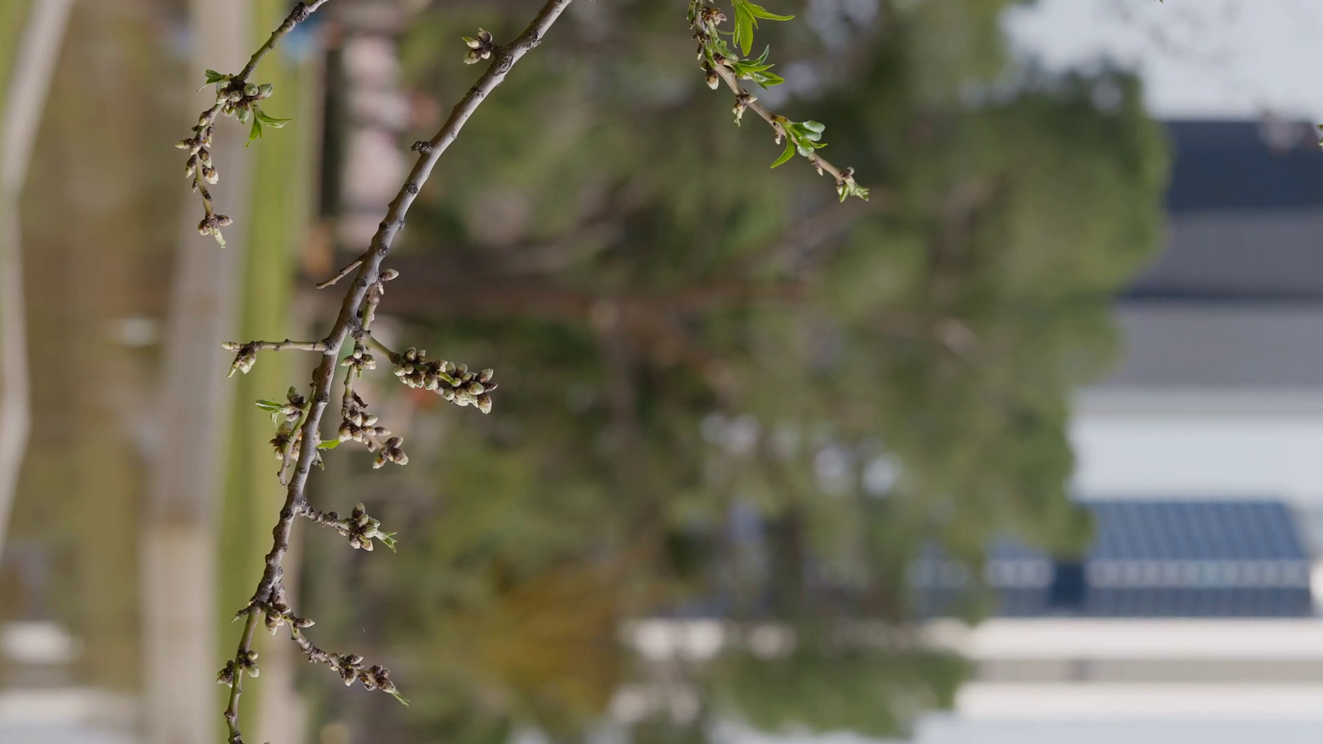Close-up Branch With Leaf Buds Blurred Woman Stock Footage SBV ...