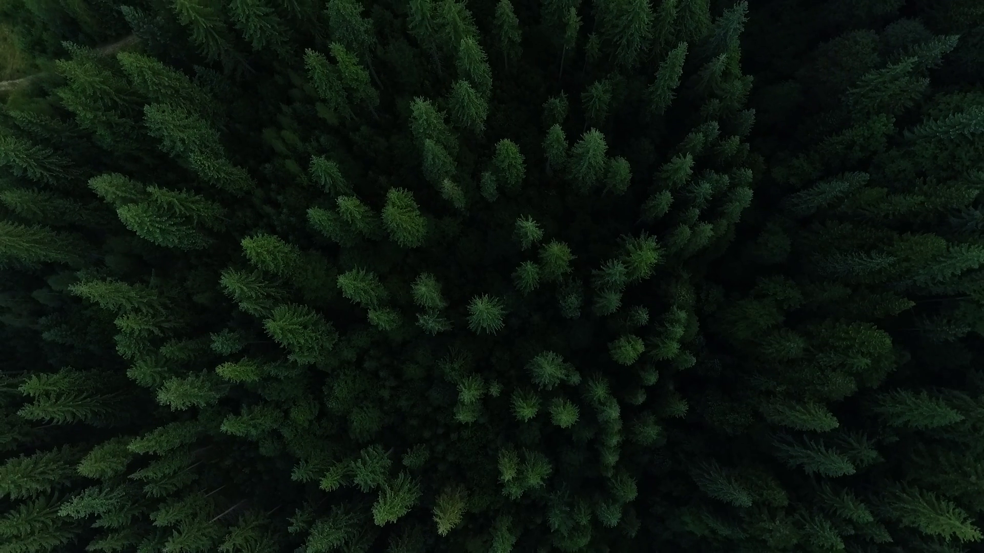 Aerial View Of Deep Green Pine Forest Stock Footage SBV-337710282 ...