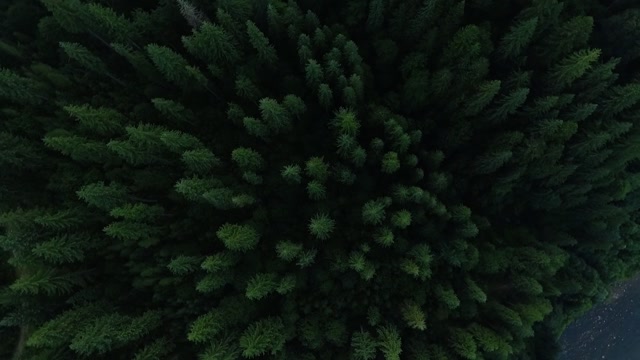 Trees Drone Stock Footage: Royalty-Free Video Clips - Storyblocks