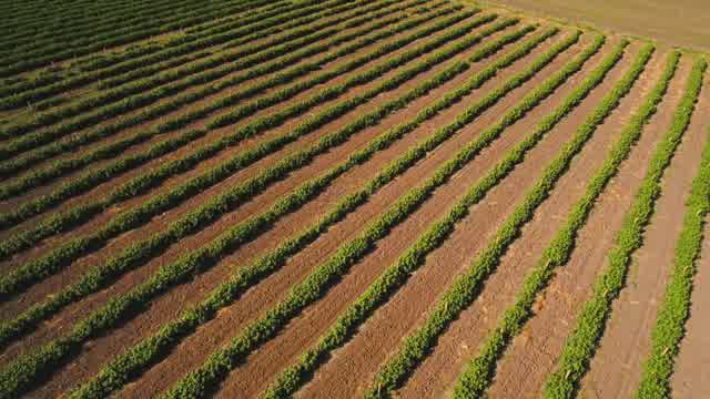 Farm Rows Stock Footage: Royalty-Free Video Clips - Storyblocks