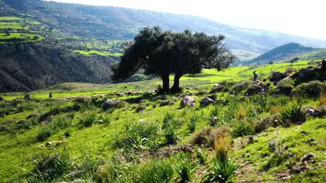 Israeli Nature Stock Footage: Royalty-Free Video Clips - Storyblocks