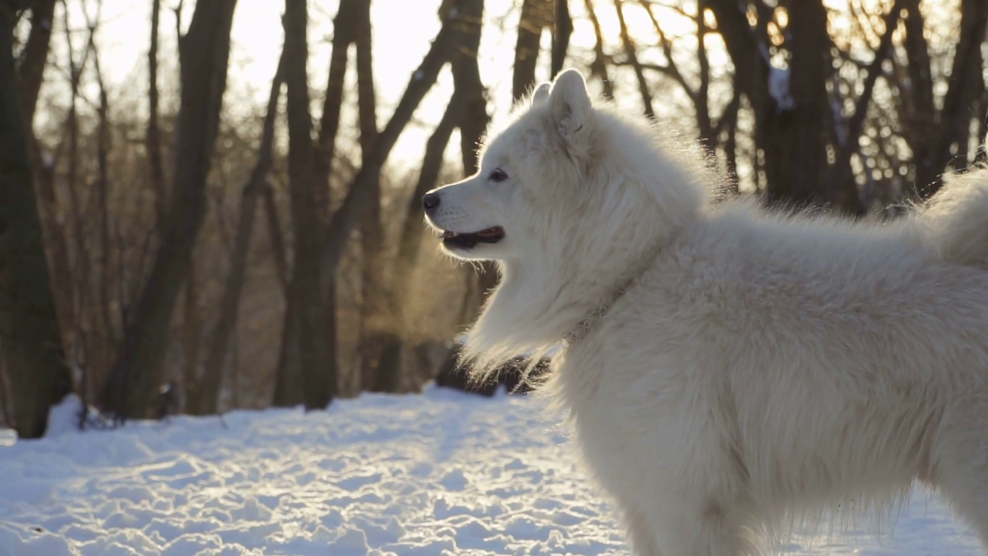 Adorable Samoyed Dog In Winter Wonderland Stock Footage SBV-324090845 ...