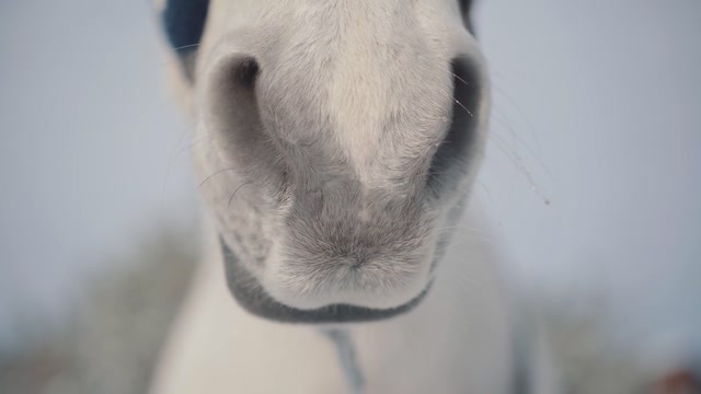Horse Breath Stock Footage: Royalty-Free Video Clips - Storyblocks