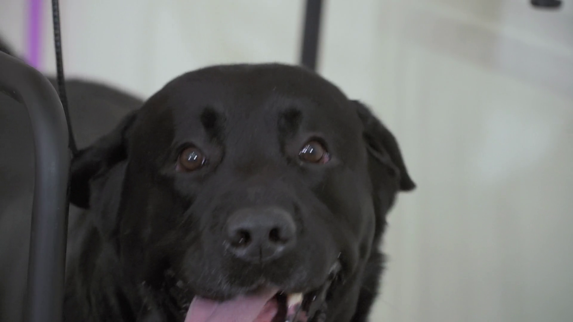 Cute black labrador running at treadmill Stock Video Footage 00:16 SBV ...