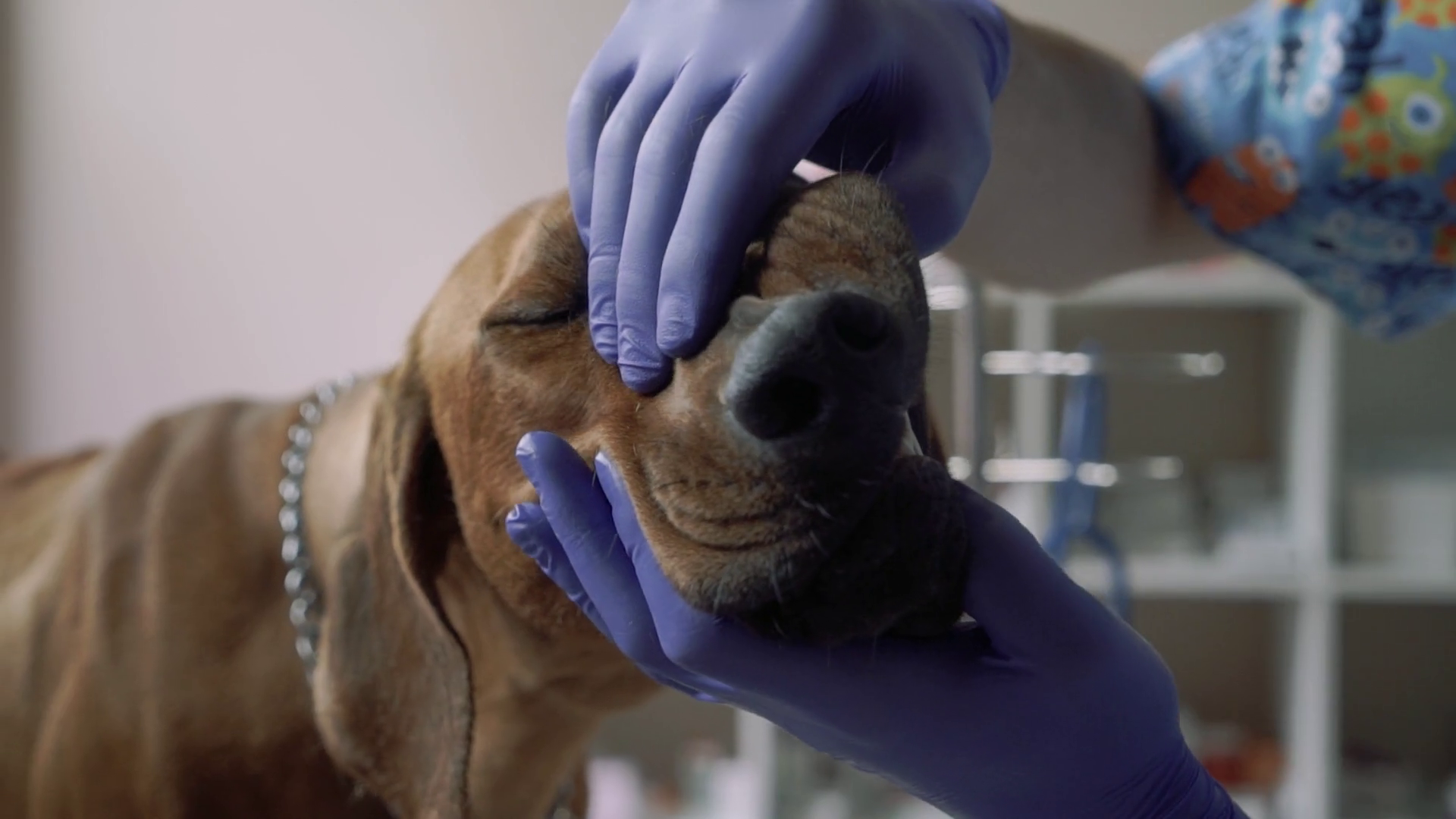 Handsome Vet Checking Dog Teeth Stock Footage SBV-325621799 - Storyblocks